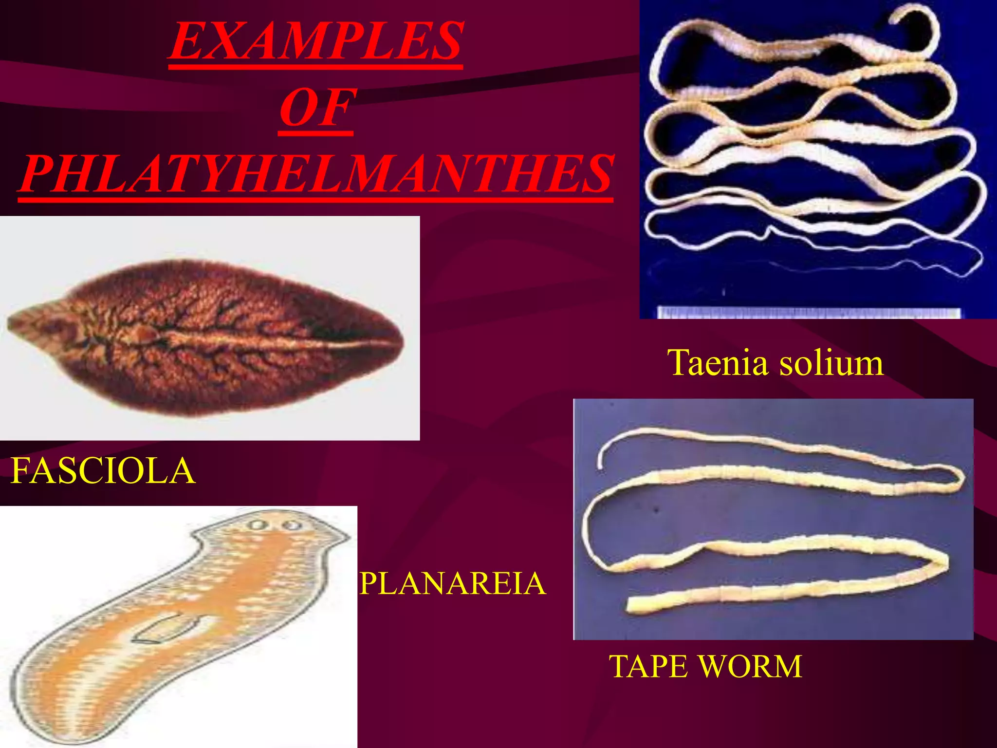 Diversity in living organisms ppt | PPTX