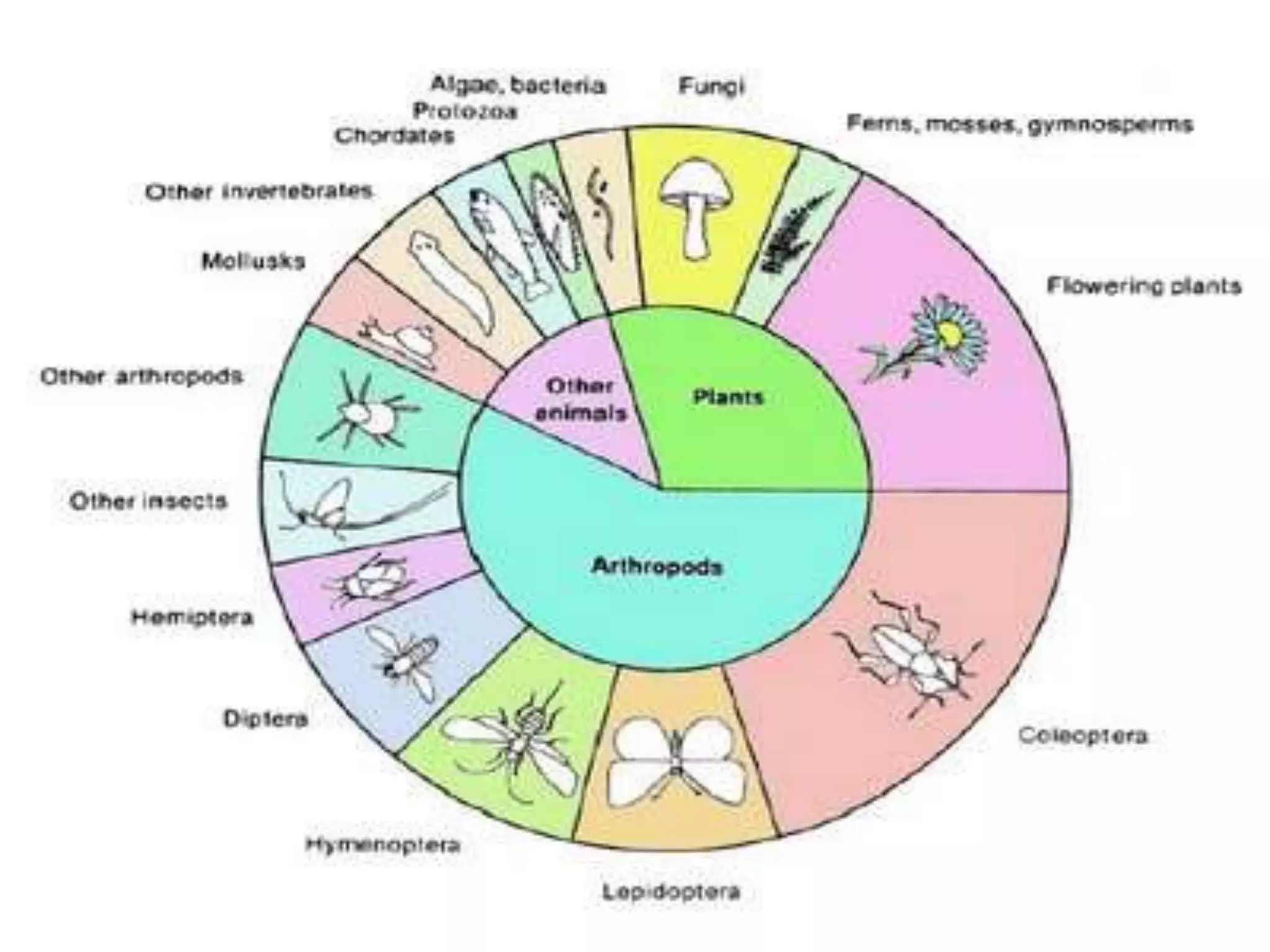 Diversity in living organisms ppt | PPTX