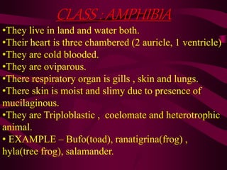 Diversity in living organisms ppt | PPTX