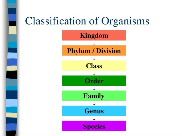 Diversity in living organisms ppt