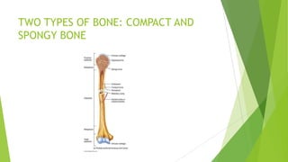 Lesson presentation | PPT