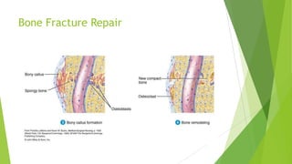 Lesson presentation | PPT