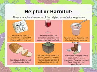 Lesson Presentation Microorganisms and its functionsppt | PPT