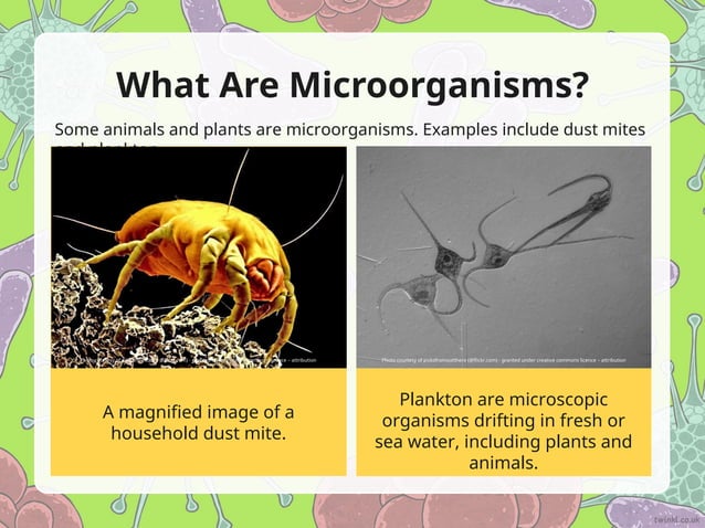 Lesson Presentation Microorganisms and its functionsppt | PPT