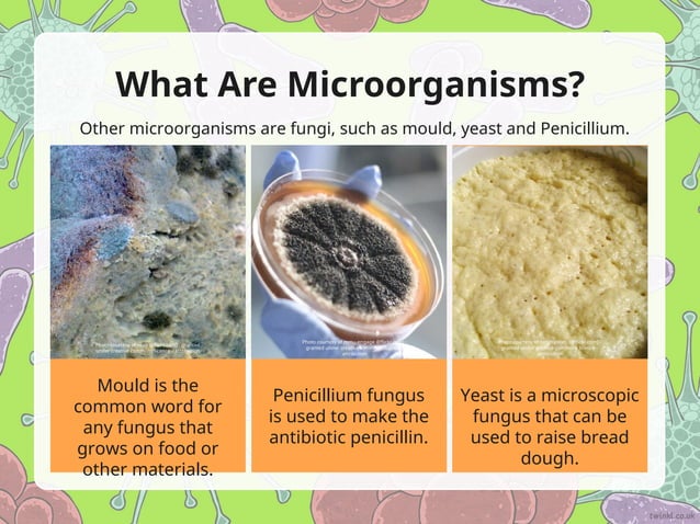 Lesson Presentation Microorganisms and its functionsppt | PPT