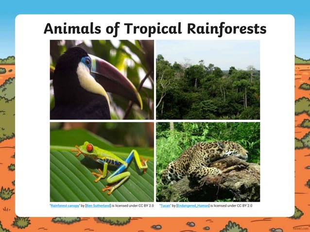 World Habitats | PPT