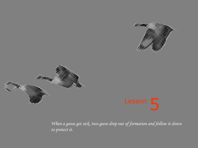 Lessons From Geese | PPS | Birds | Pets