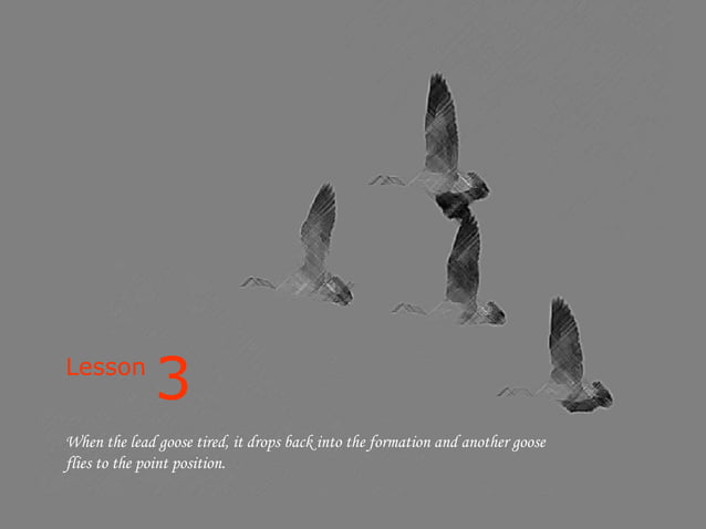 Lessons From Geese | PPS | Birds | Pets