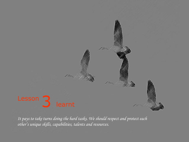 Lessons From Geese | PPS | Birds | Pets