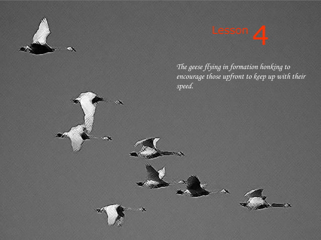 Lessons From Geese | PPS | Birds | Pets