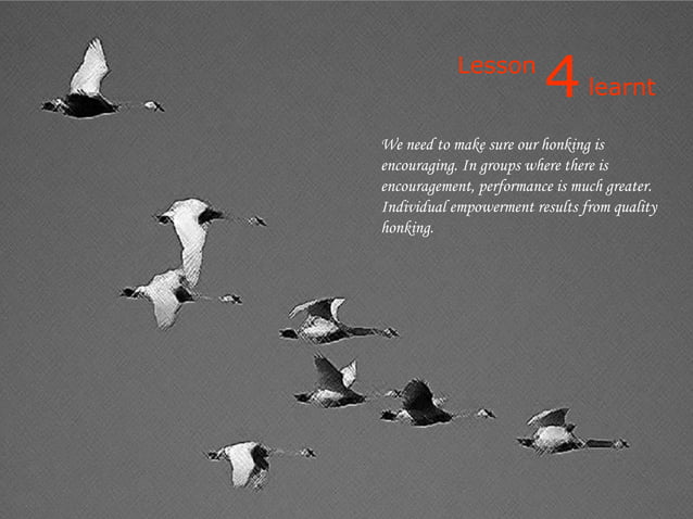 Lessons From Geese | PPS | Birds | Pets