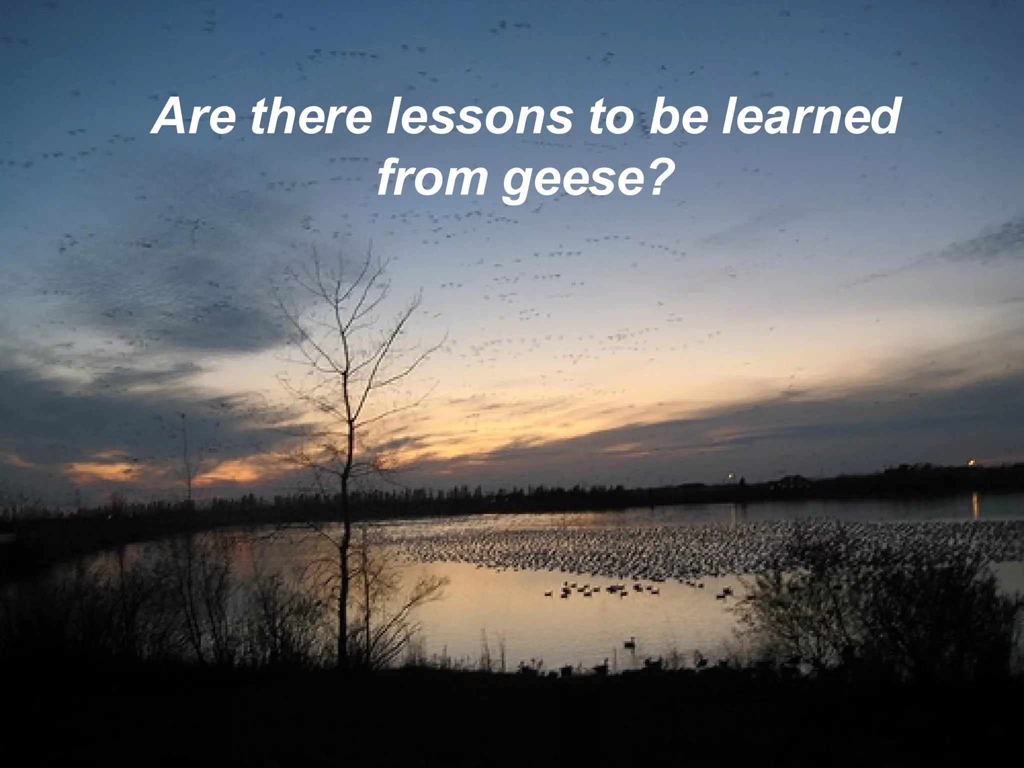 Lessons from the Geese? | PPT