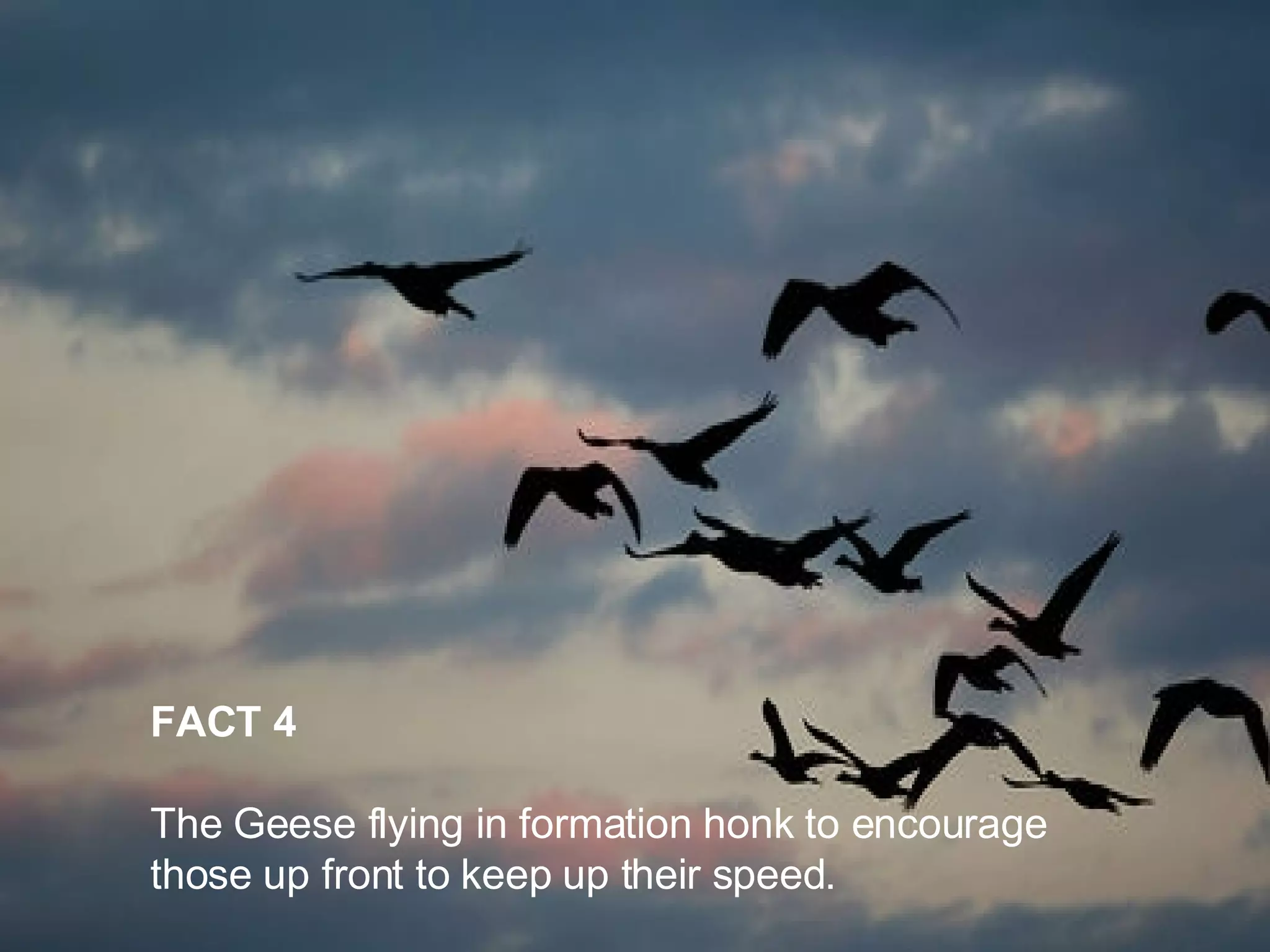 Lessons from the Geese? | PPT