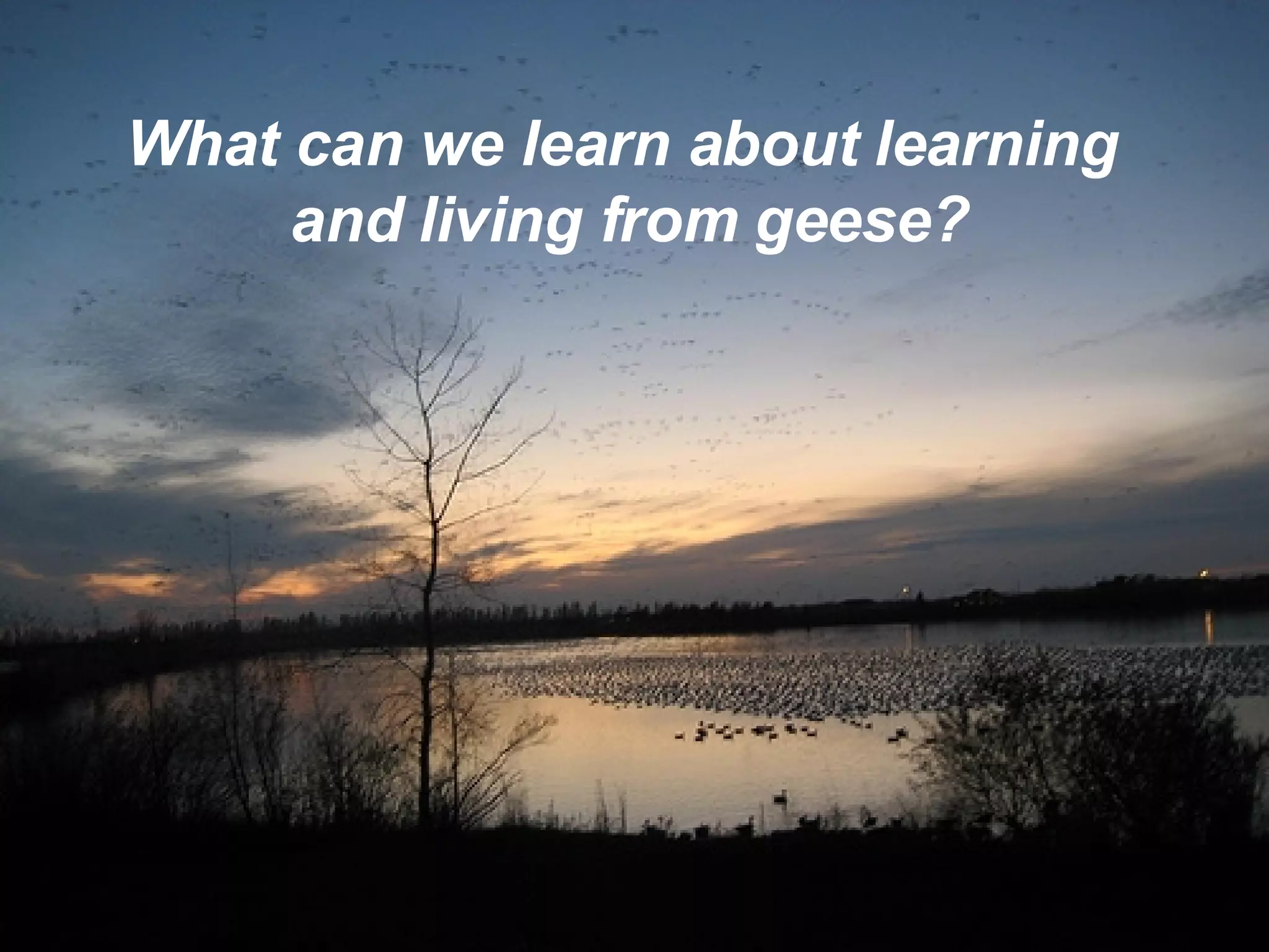 Lessons from the Geese? | PPT