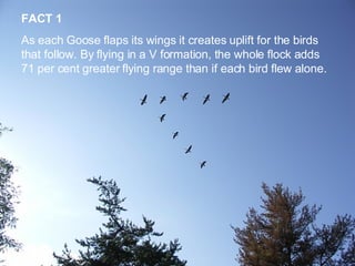 Lessons from the Geese? | PPT