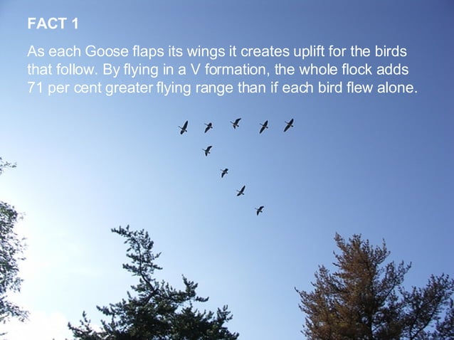 Lessons from the Geese? | PPT