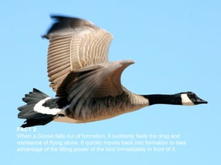 Lessons from the Geese? | PPT