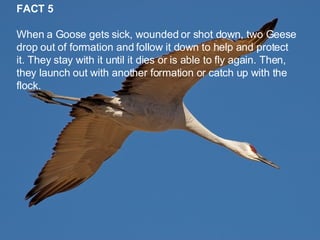 Lessons from the Geese? | PPT