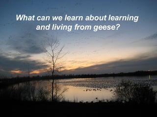 Lessons from the Geese? | PPT