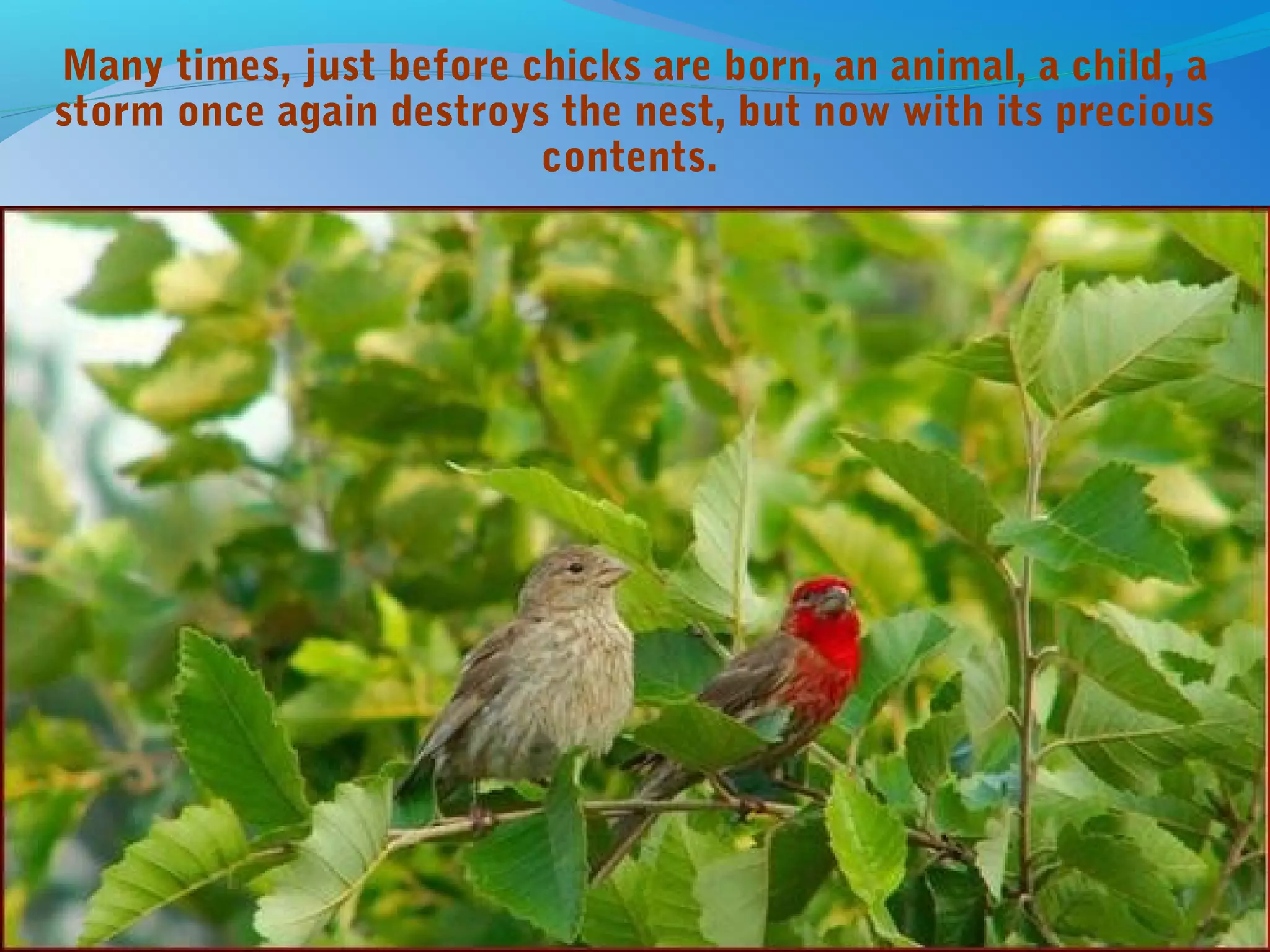 Lessons I learnt from Birds | PPT | Free Download