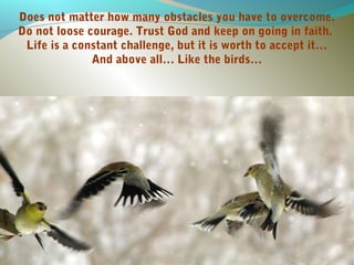 Lessons I learnt from Birds | PPT | Free Download