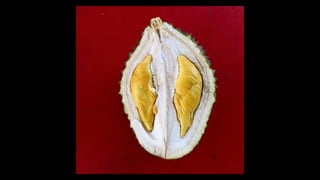 Lessons from database failures | PPT