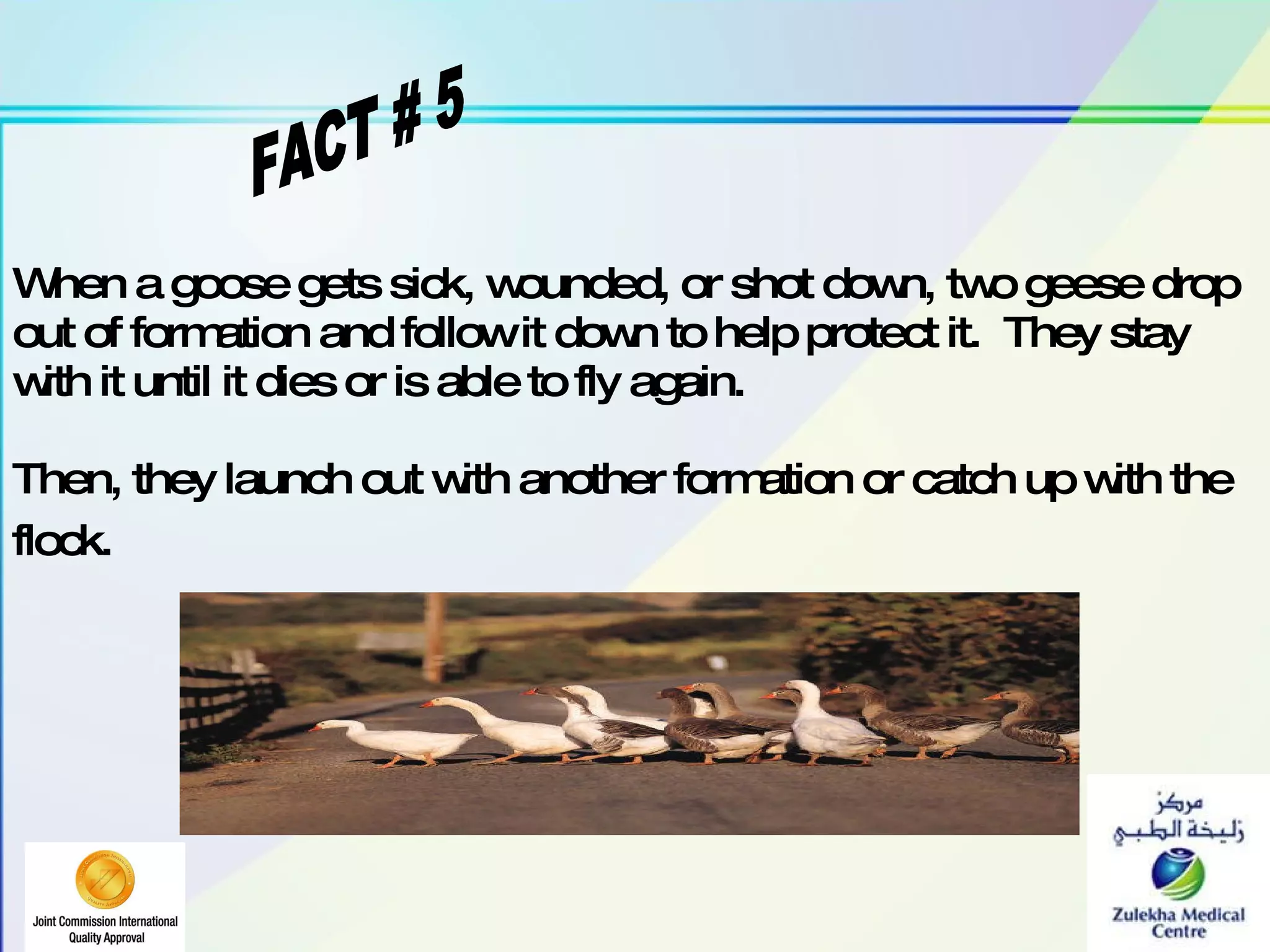 Lessons from Geese | PPT