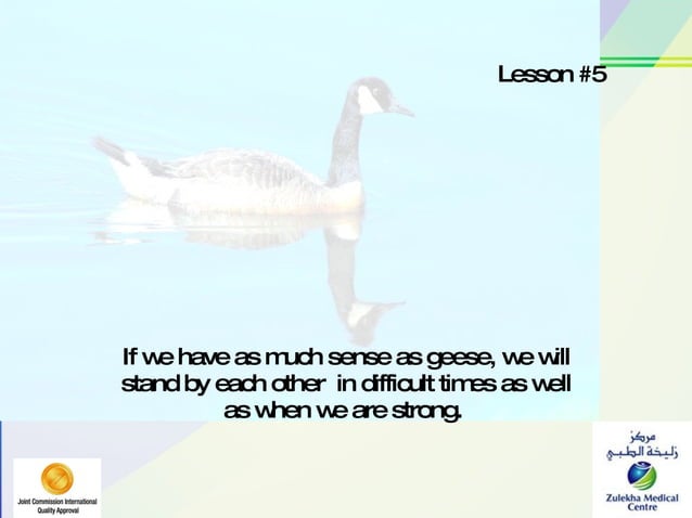 Lessons from Geese | PPT | Birdwatching | Hobbies & Interests