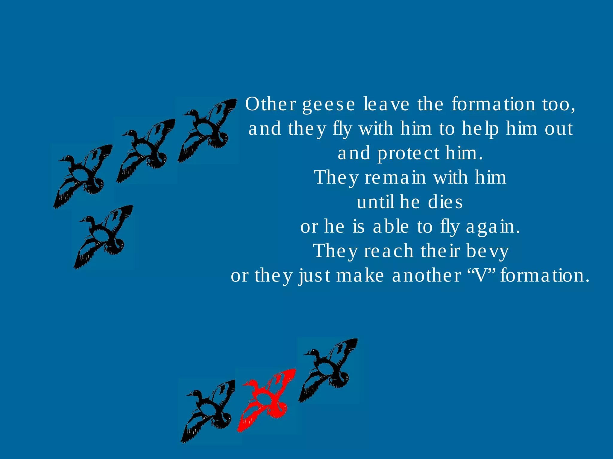 Lessons from geese | PPS