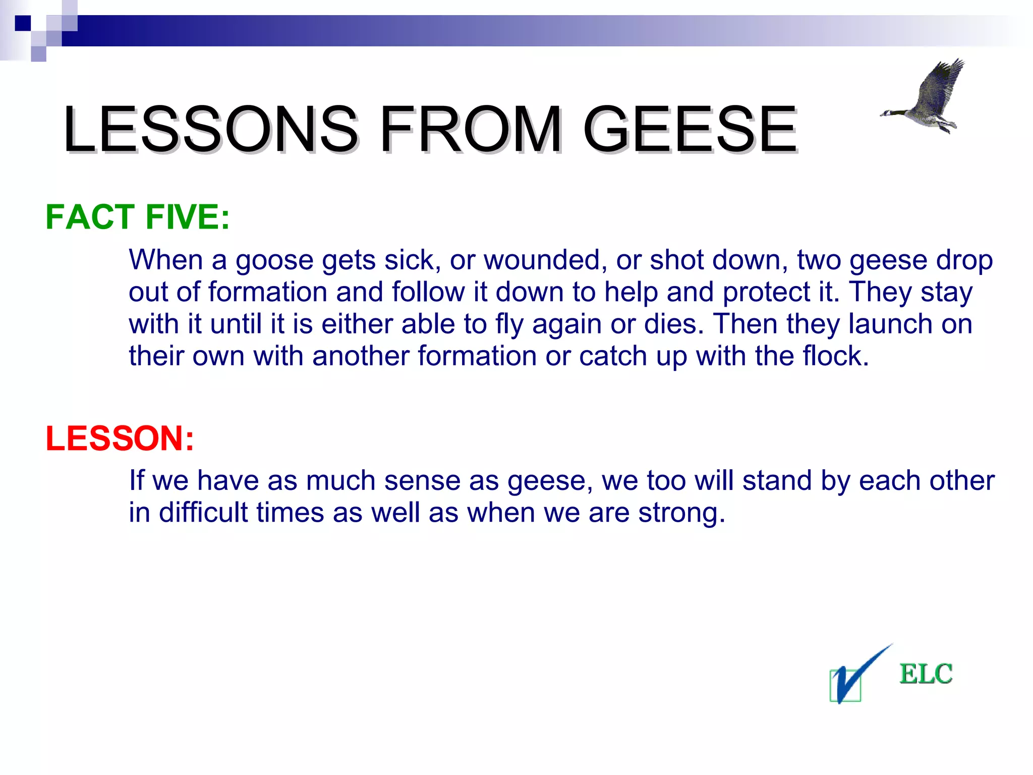 Lessons From Geese Teamwork | PPT