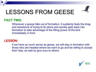 Lessons From Geese Teamwork | PPT
