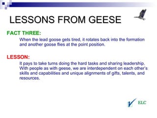 Lessons From Geese Teamwork | PPT