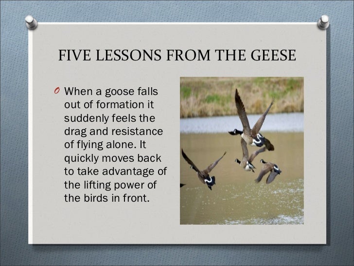 Lessons from the geese