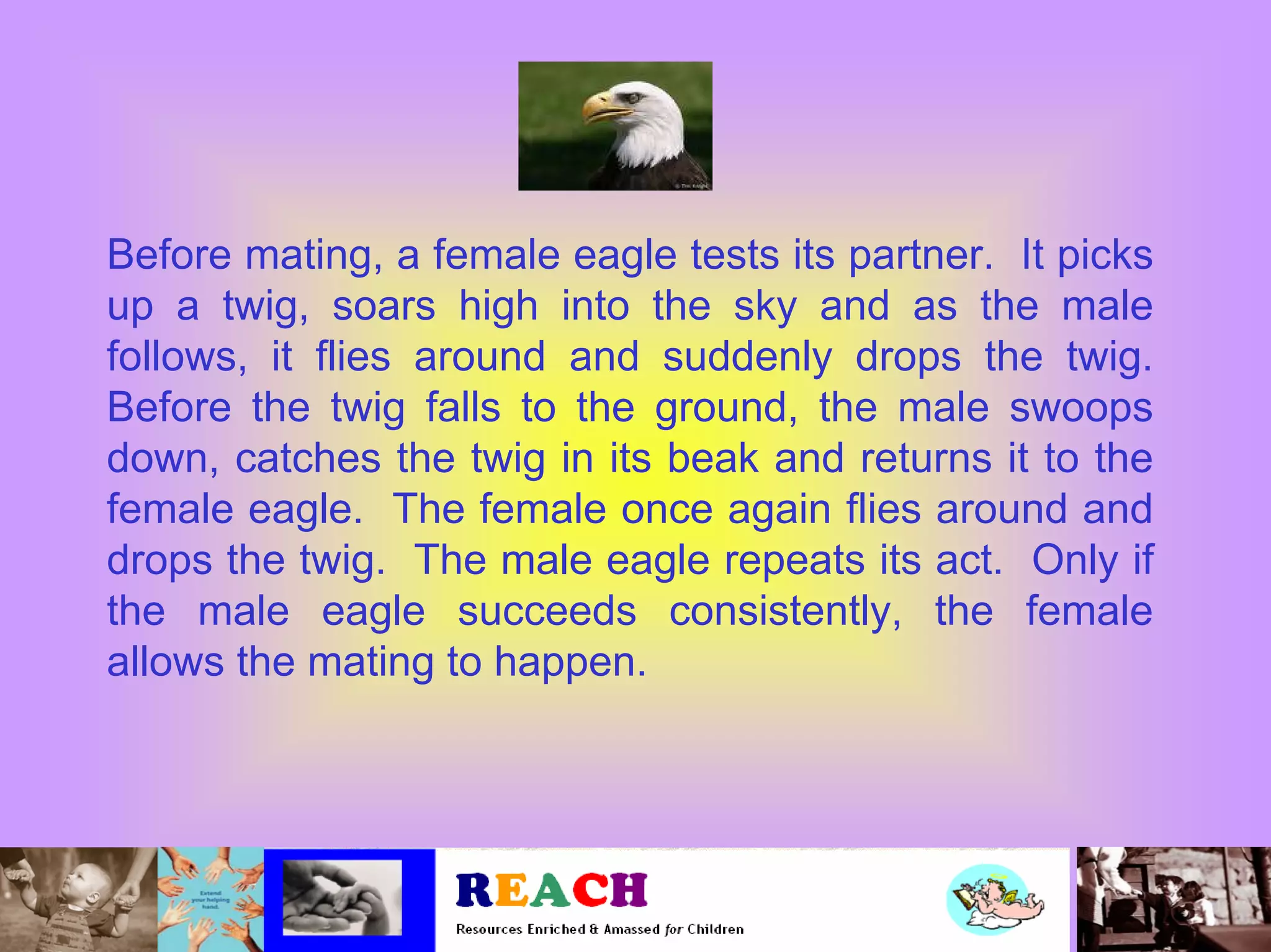 Lessons From The Life Of An Eagle | PDF