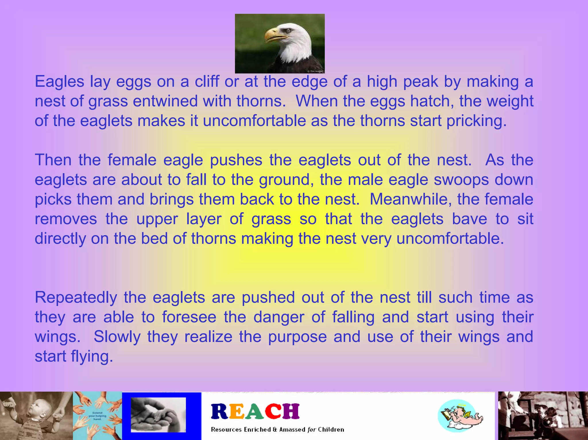 Lessons From The Life Of An Eagle | PDF