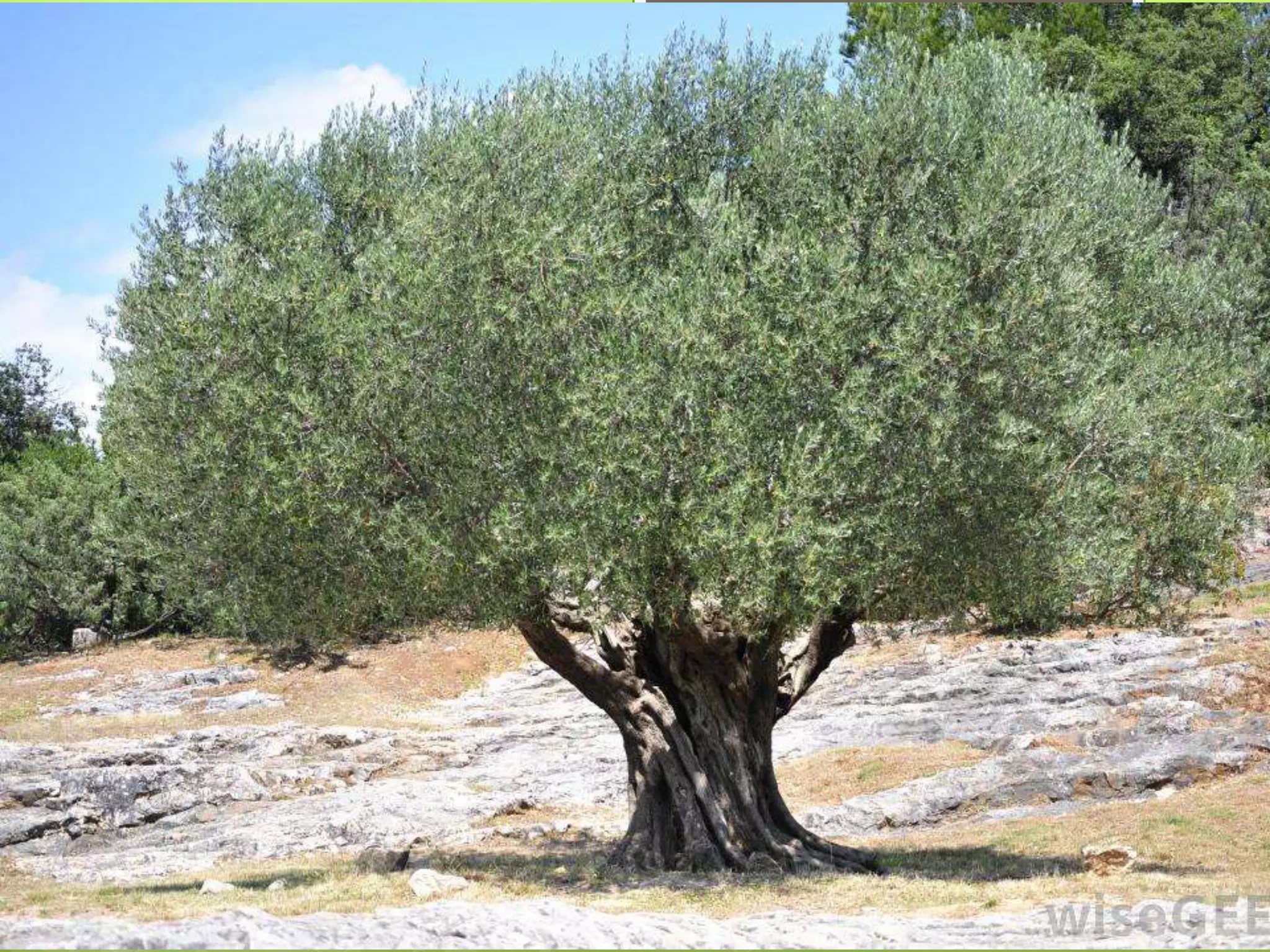 Lessons from the olive tree | PPTX