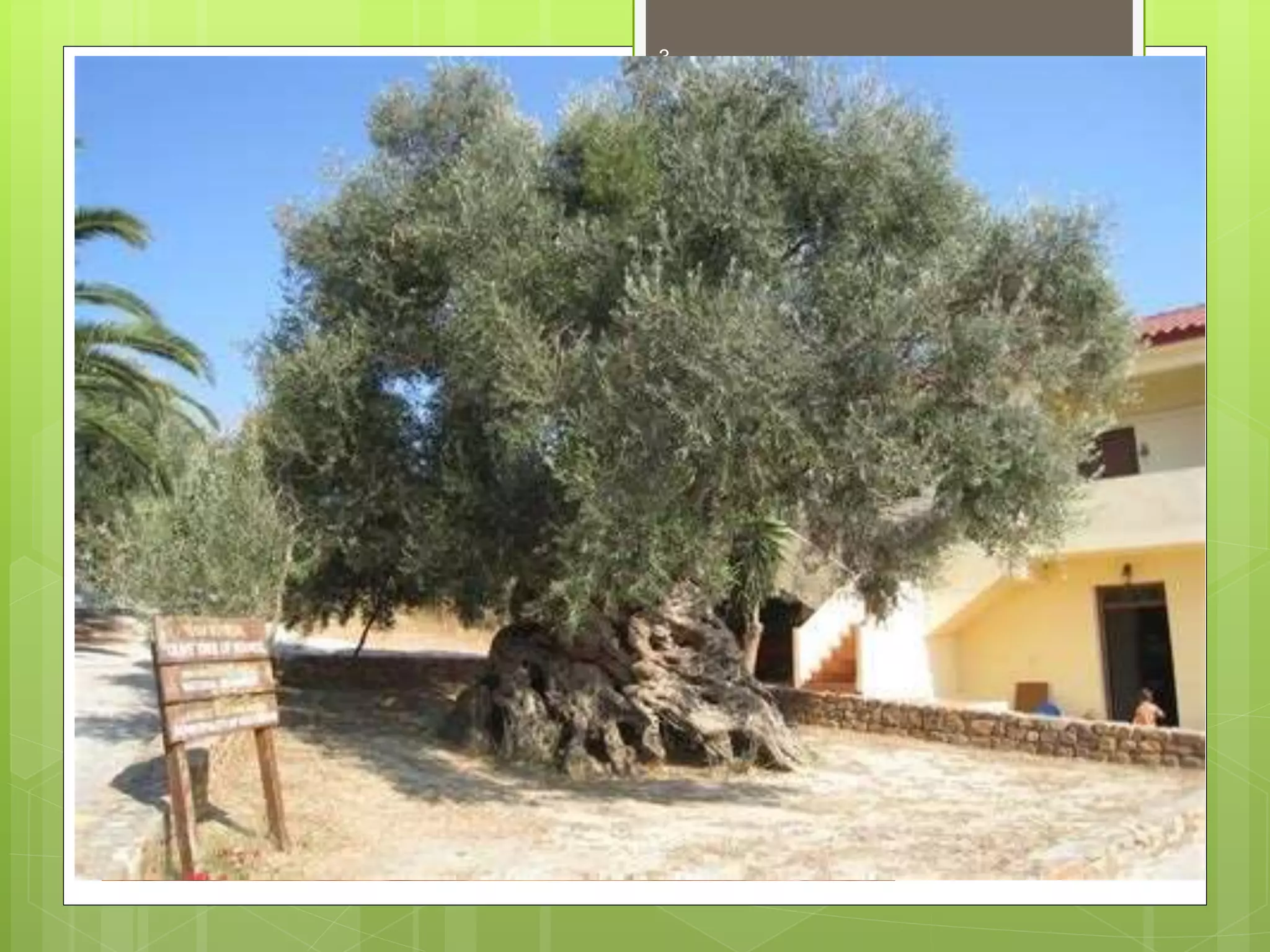 Lessons from the olive tree | PPTX