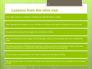 Lessons from the olive tree | PPTX