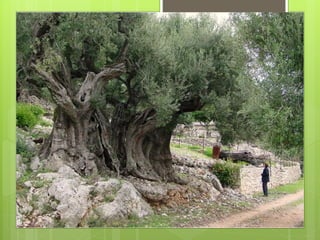 Lessons from the olive tree | PPTX