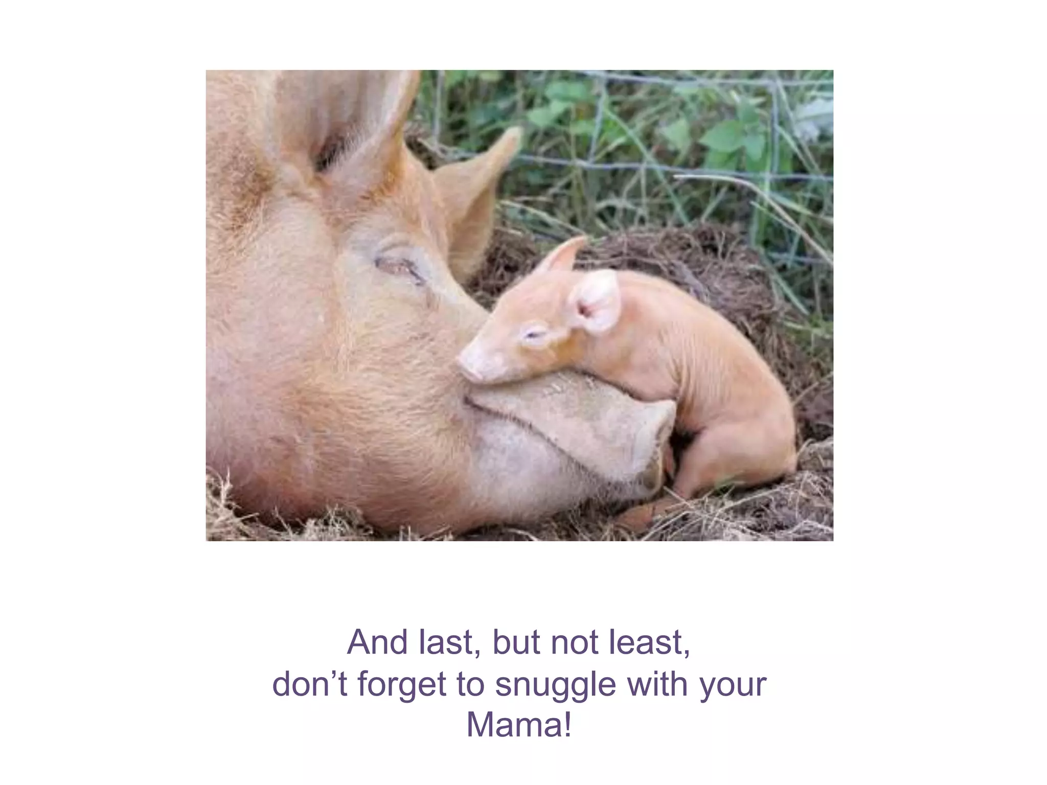 Lessons I Learned From A Pig! | PPSX