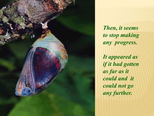 Lessons I learnt from Nature