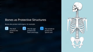 Lesson_ Skeletal System (1).pptx Muscles attach to bones via tendons ...
