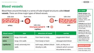 Lesson_slides__3C_The_circulatory_system_Vic_8.4__Edrolo.pptx