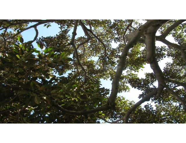 Lesson three blessings and cursings | PPT