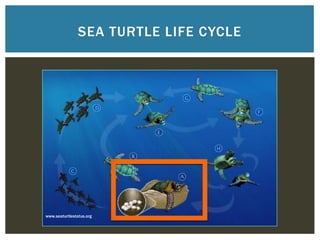 Lesson Two: Life Cycle | PPT