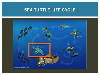 Lesson Two: Life Cycle | PPT
