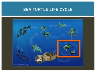 Lesson Two: Life Cycle | PPT