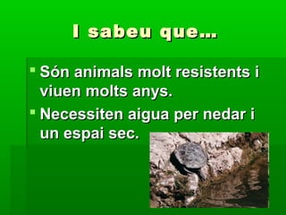 Les tortugues d’aigua | PPT