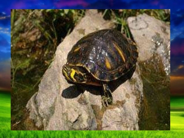 Les Tortugues De Florida | PPT