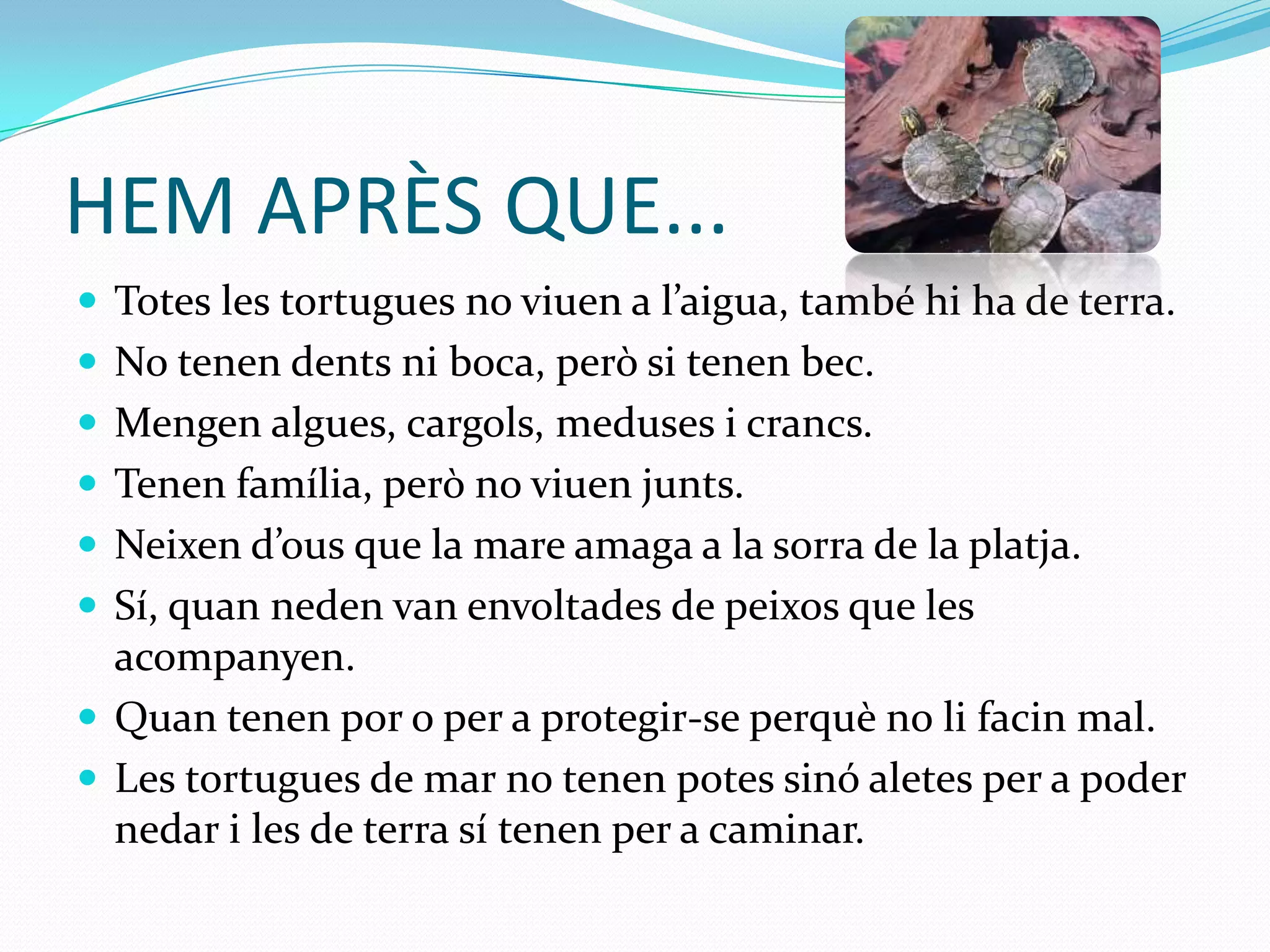 Les tortugues de mar | PPSX